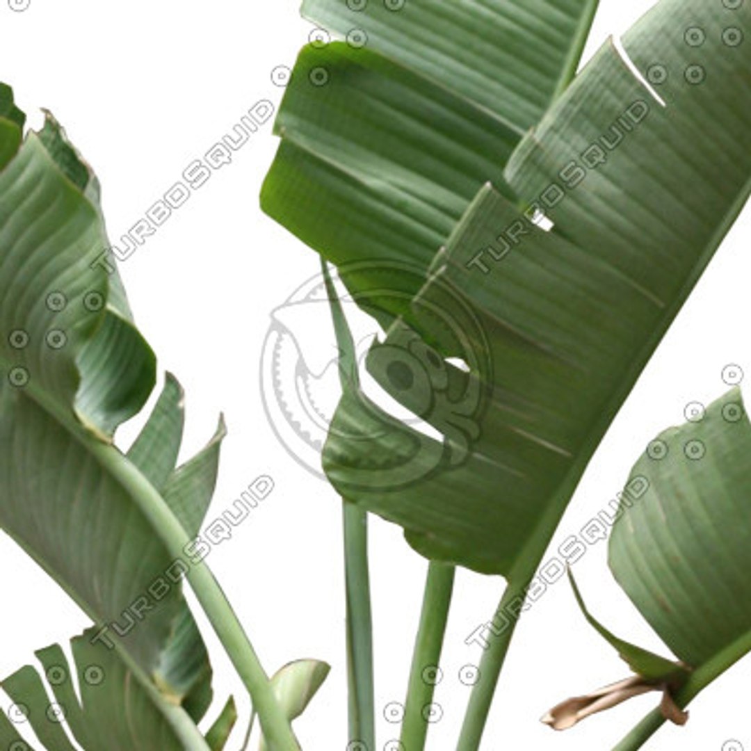 Palm_06.tga - TurboSquid 361643