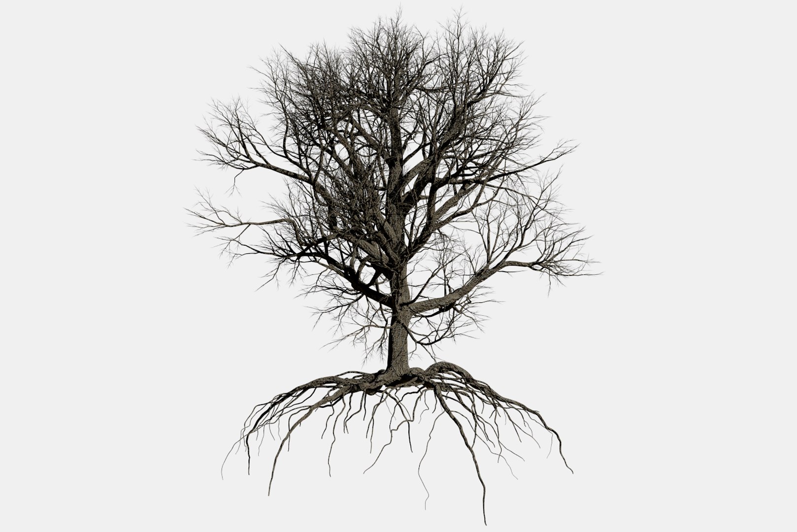 3D Model Oak Dry 1 Tree - TurboSquid 1386757