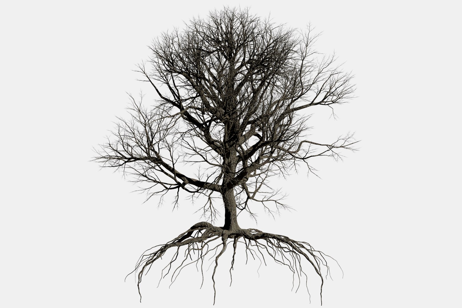 3D model oak dry 1 tree - TurboSquid 1386757