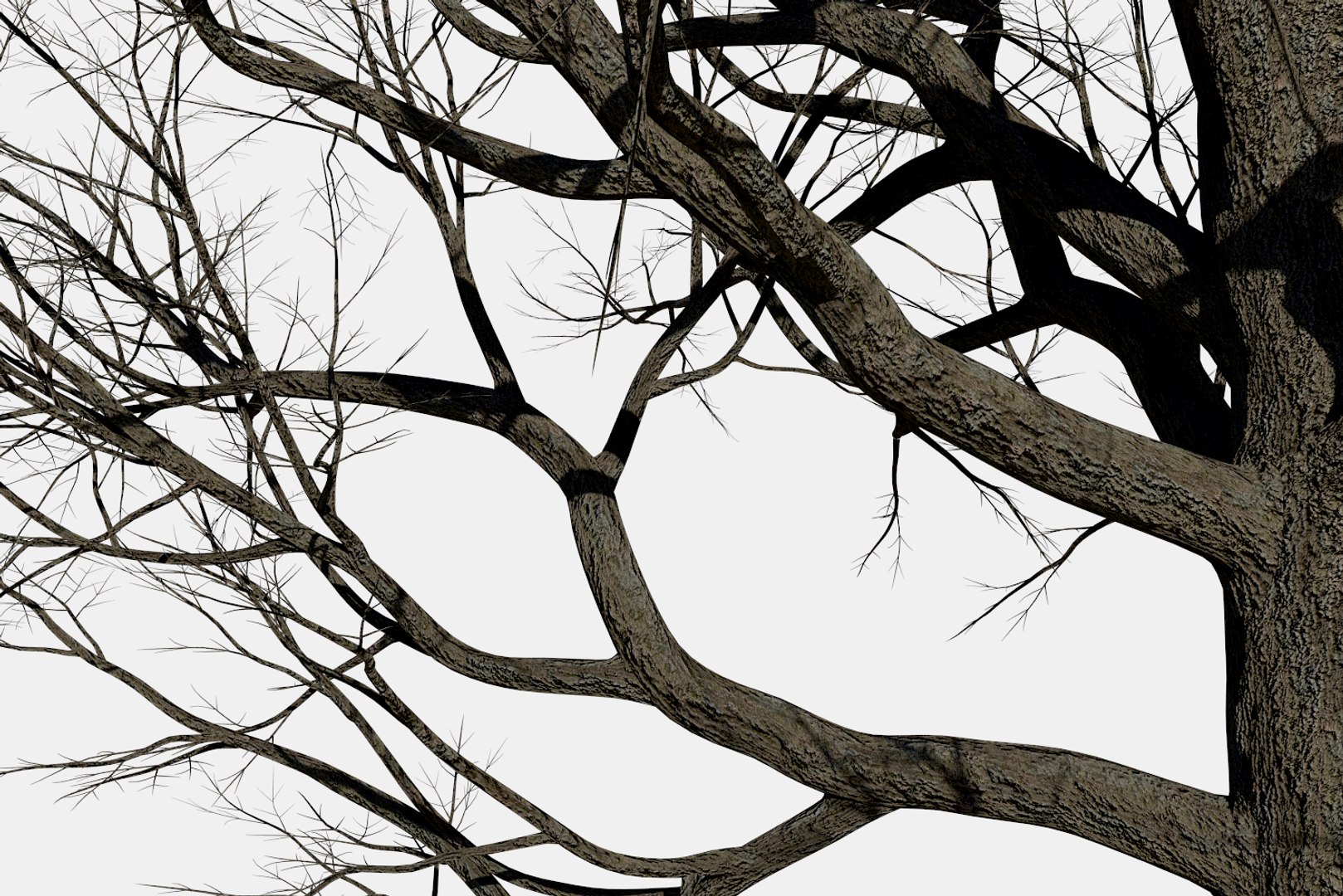 3D model oak dry 1 tree - TurboSquid 1386757