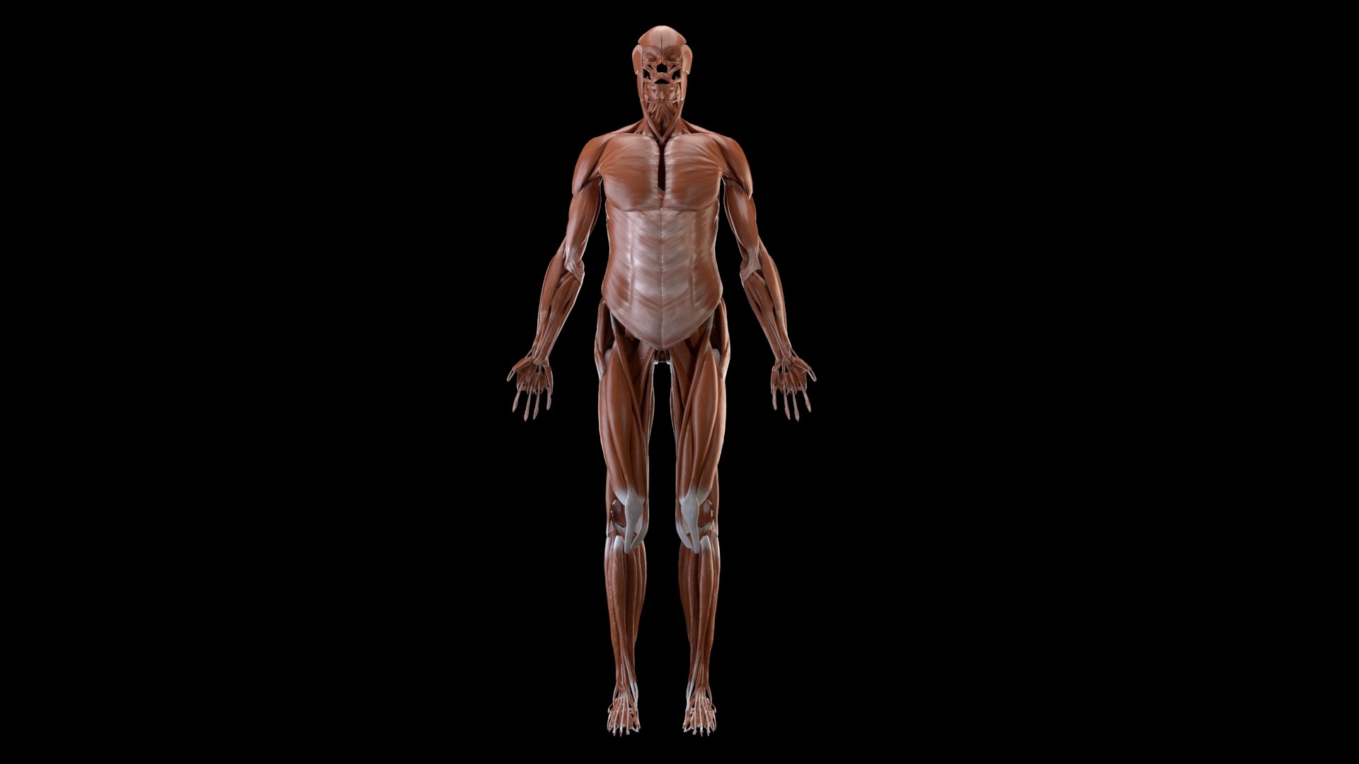 3D Muscles Anatomy - TurboSquid 1494711