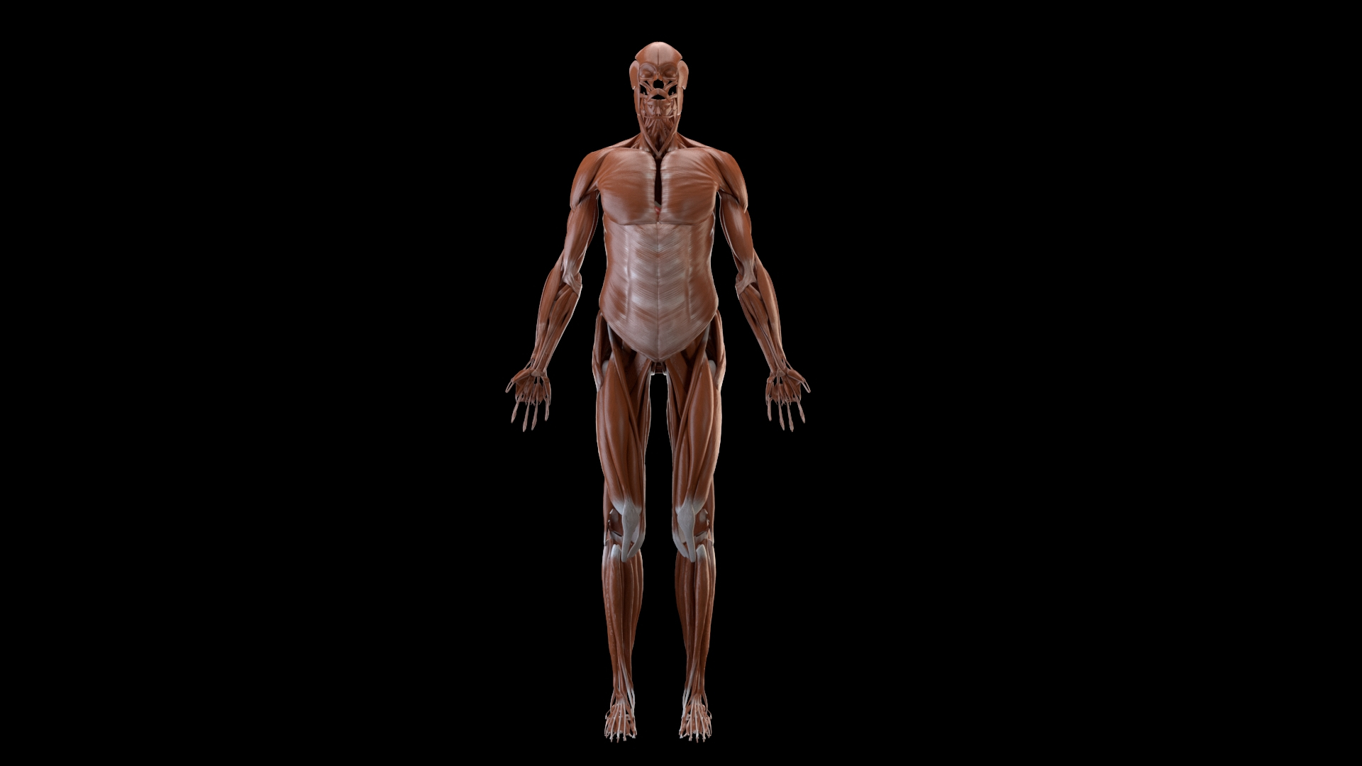 3D Muscles Anatomy - TurboSquid 1494711