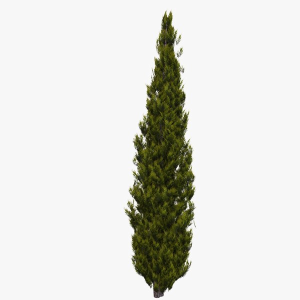 3d italian cypress tree model