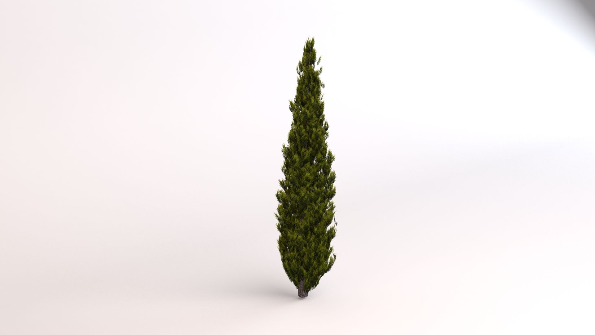 3D Italian Cypress Model - TurboSquid 1654268