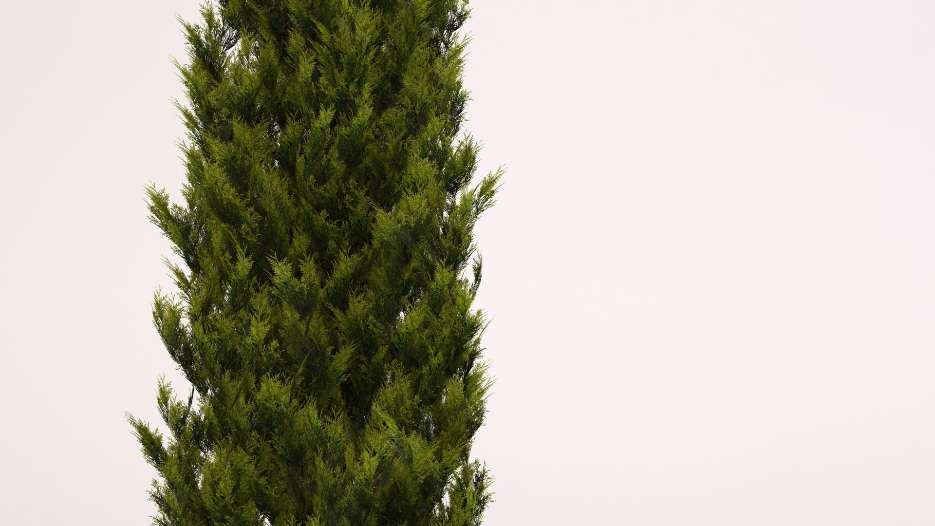 3D Italian Cypress Model - TurboSquid 1654268