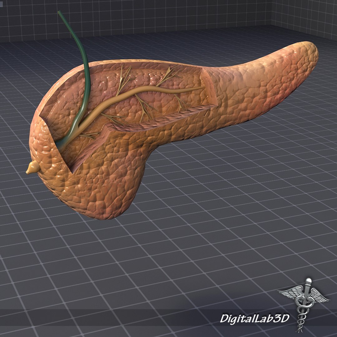3ds Max Pancreas Medical Gland
