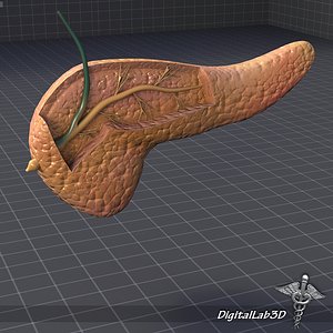 3D Pancreas Models - Browse & Download Formats - TurboSquid