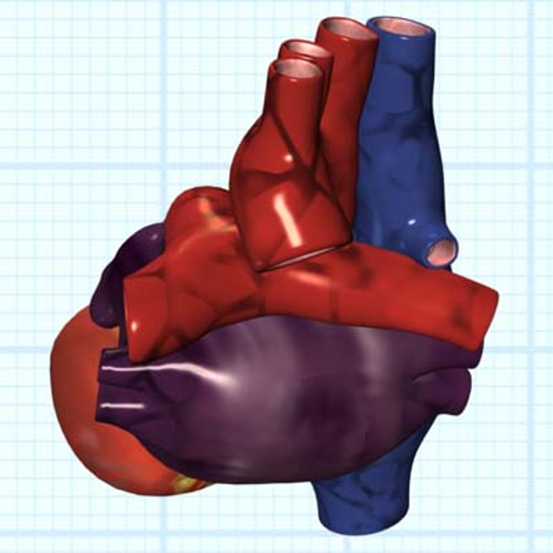 Human Heart Interior 3d Model