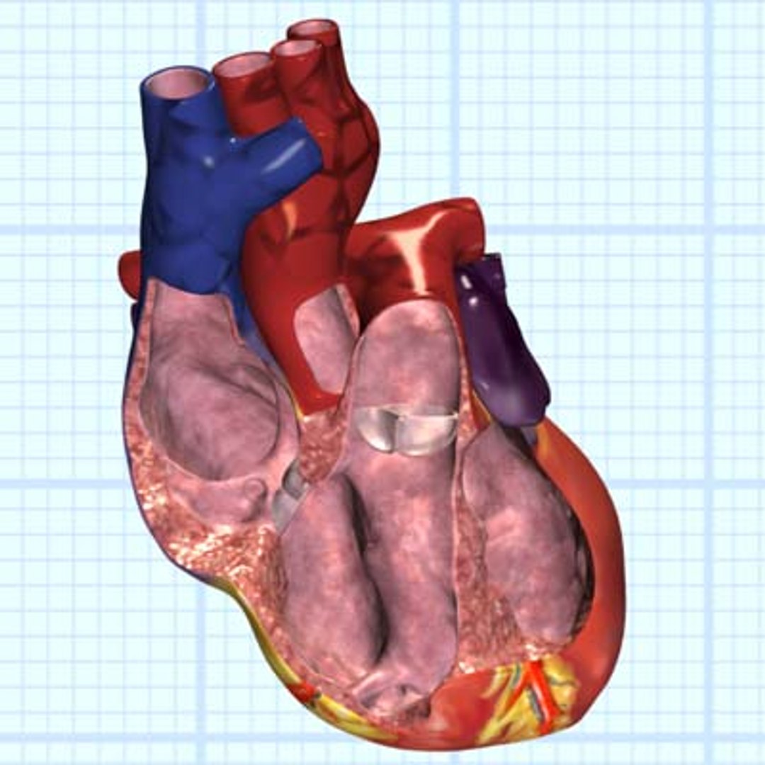Human Heart Interior 3d Model