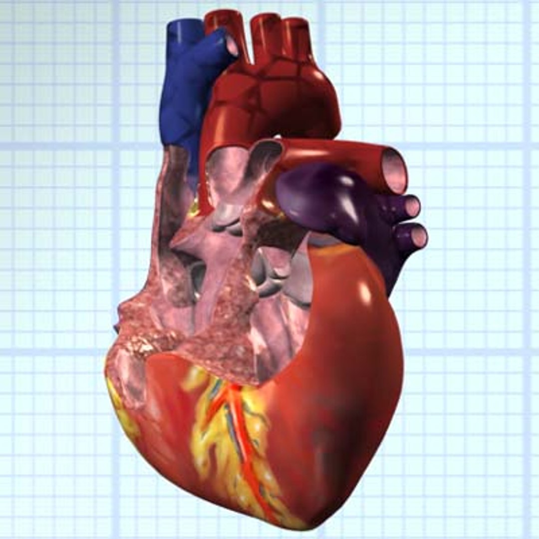 Human Heart Interior 3d Model