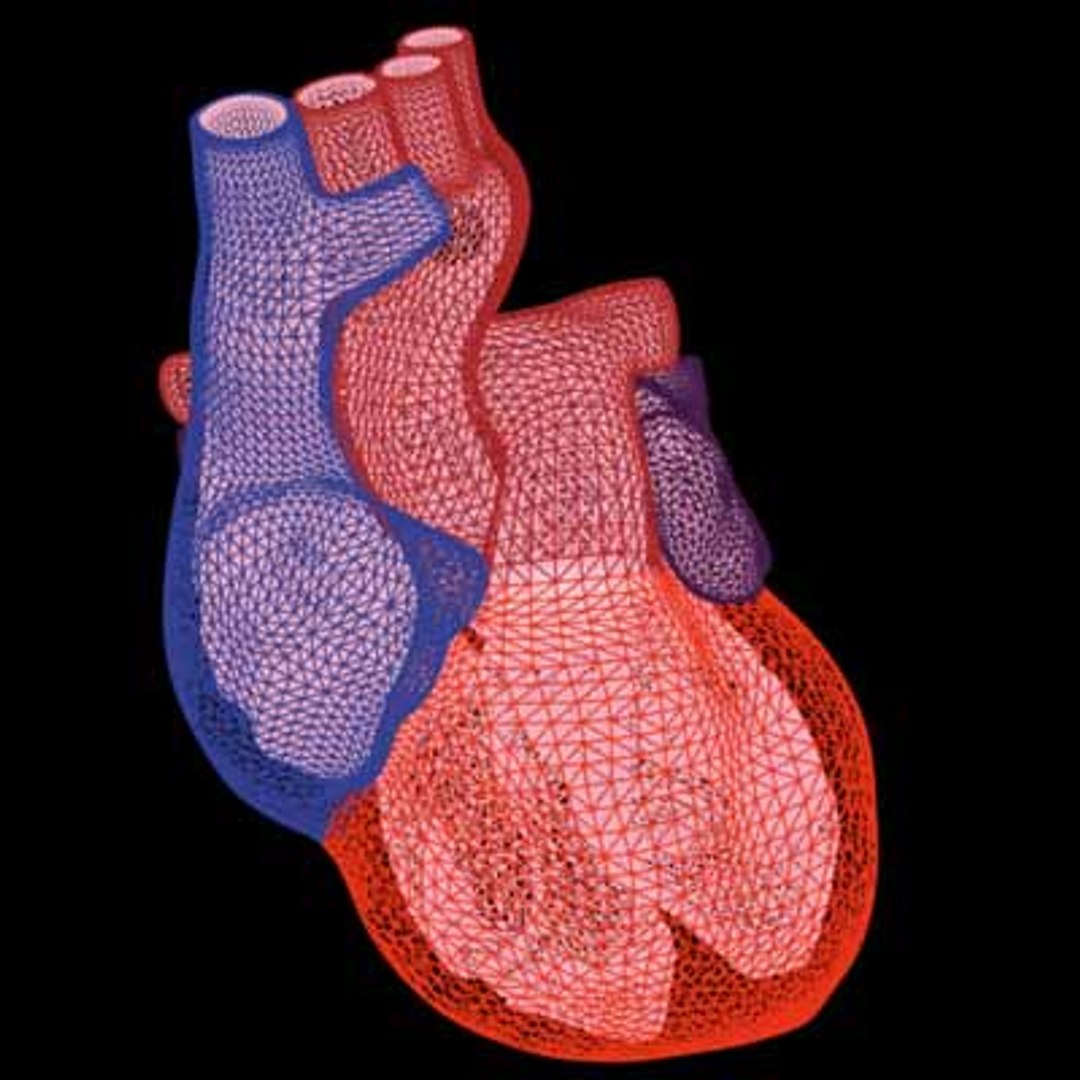 Human Heart Interior 3d Model