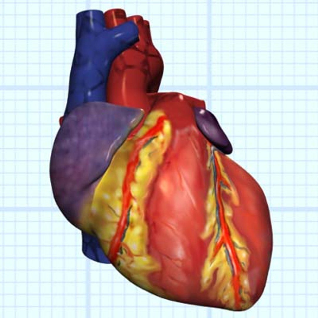 Human Heart Interior 3d Model