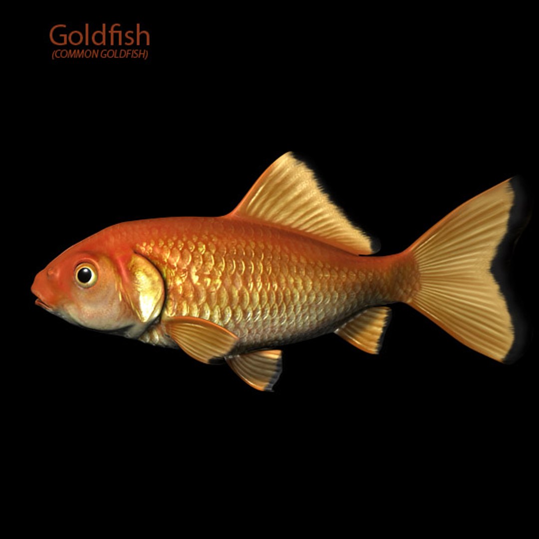 Fish Goldfish 3d Obj