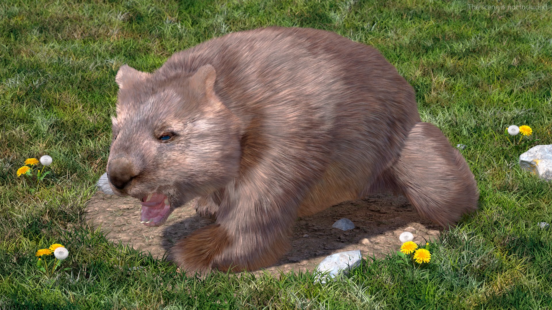 3D Model Brown Wombat Fur Rigged - TurboSquid 2099488