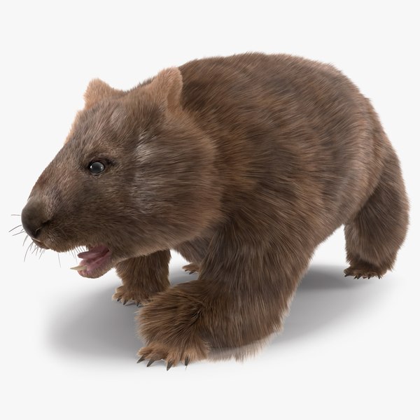 modelo 3d Brown Wombat Fur Rigged - TurboSquid 2099488