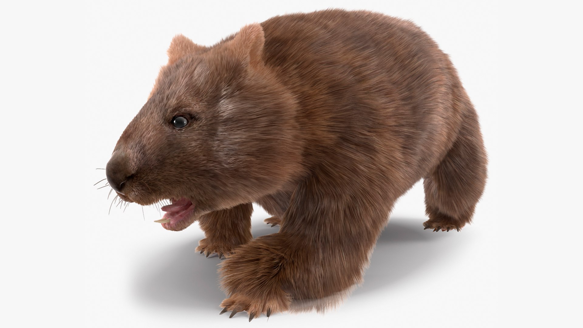 3D model Brown Wombat Fur Rigged - TurboSquid 2099488