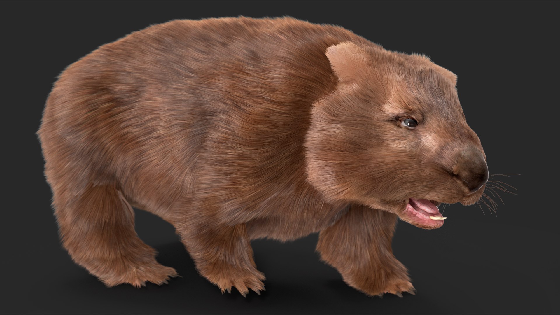 3D Model Brown Wombat Fur Rigged - TurboSquid 2099488