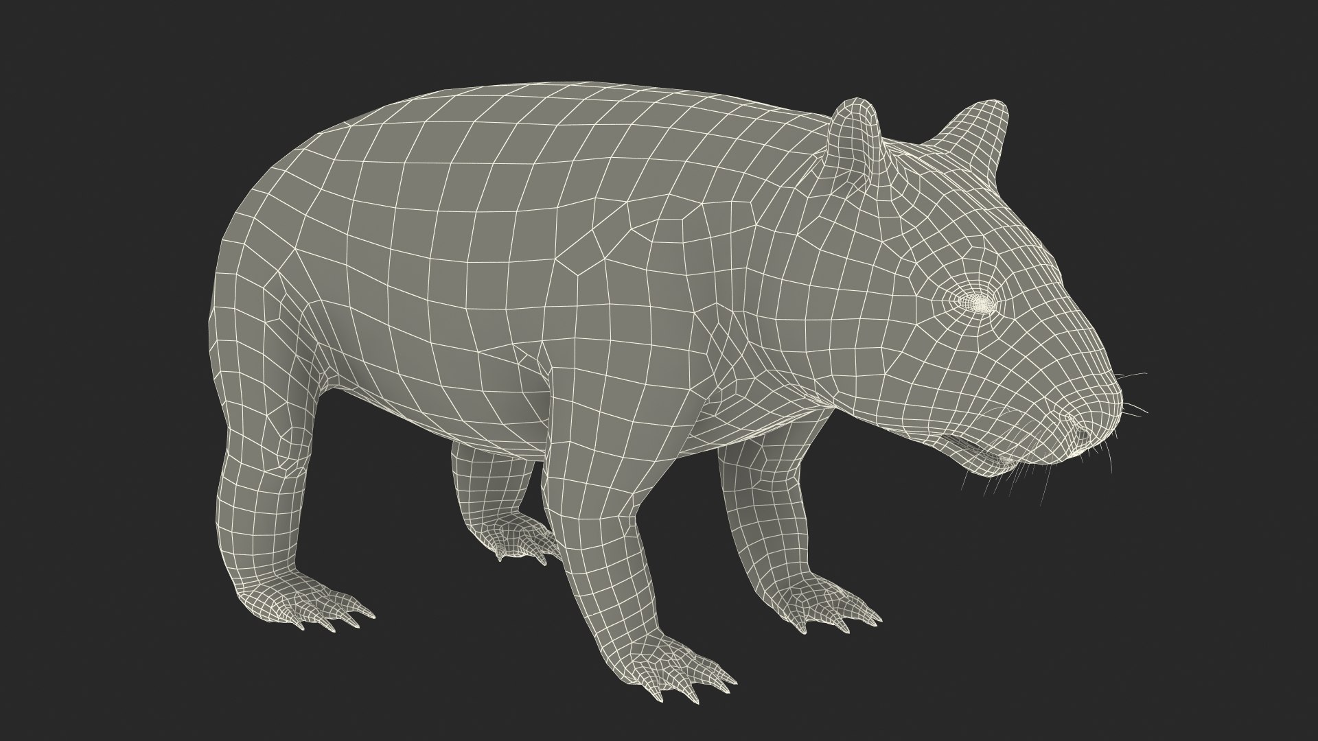 3D Model Brown Wombat Fur Rigged - TurboSquid 2099488