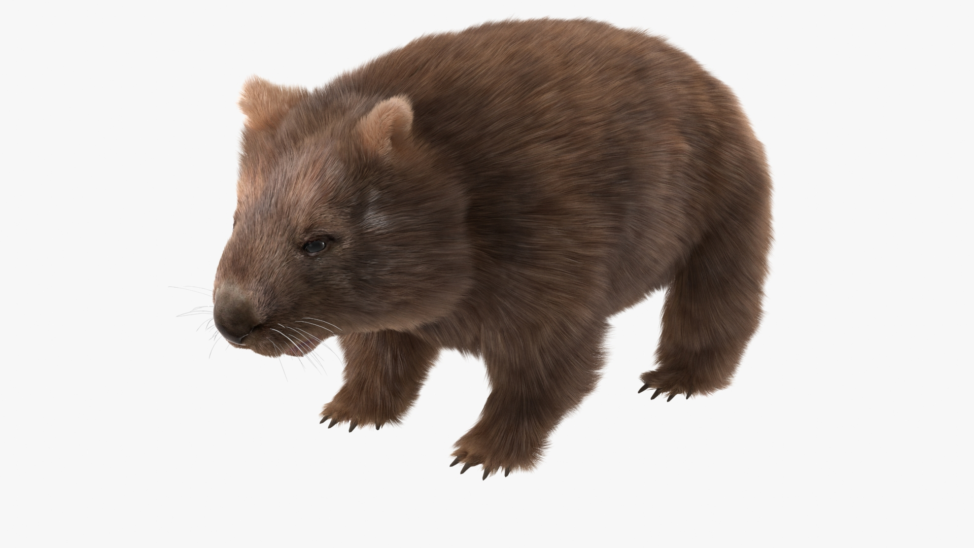 3D Model Brown Wombat Fur Rigged - TurboSquid 2099488