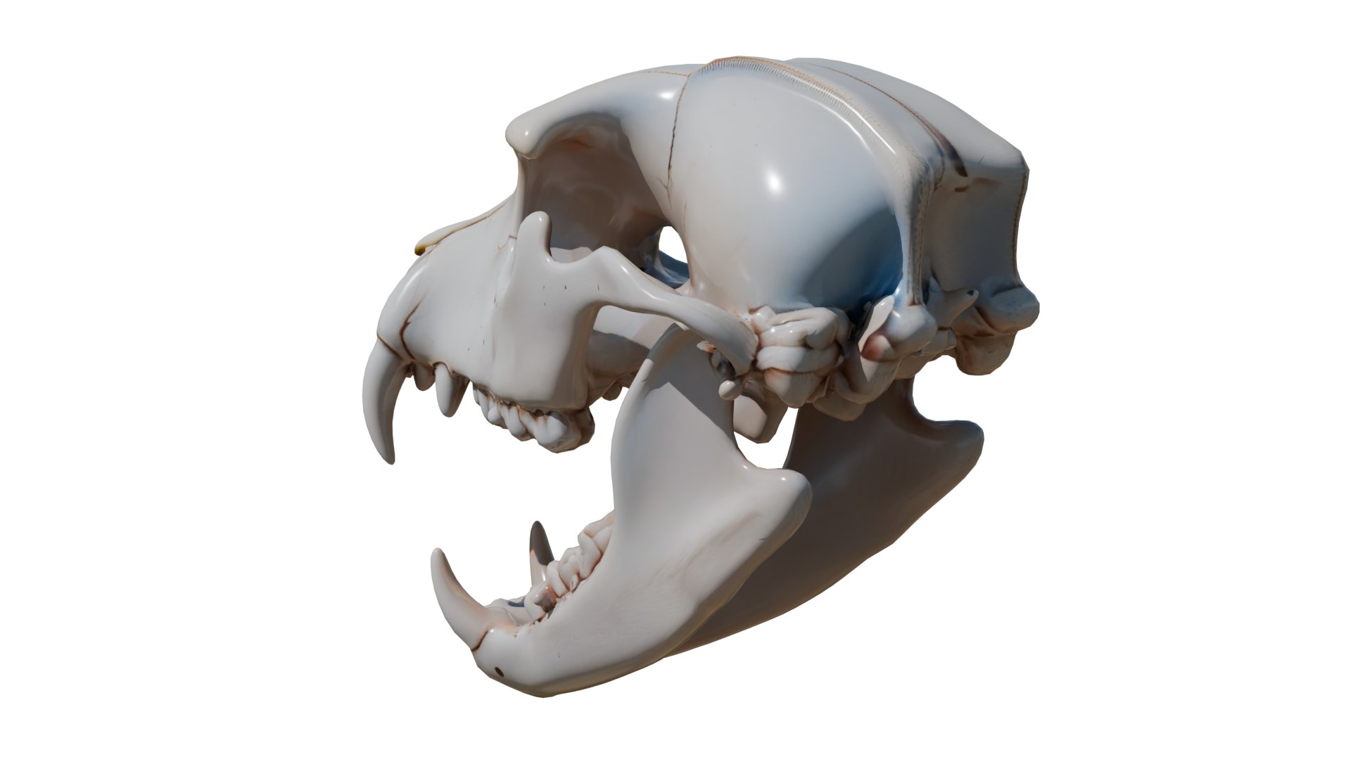 3D Realistic 3D Dog Skull Model UV Unwrapped Single Mesh OBJ FBX Model ...