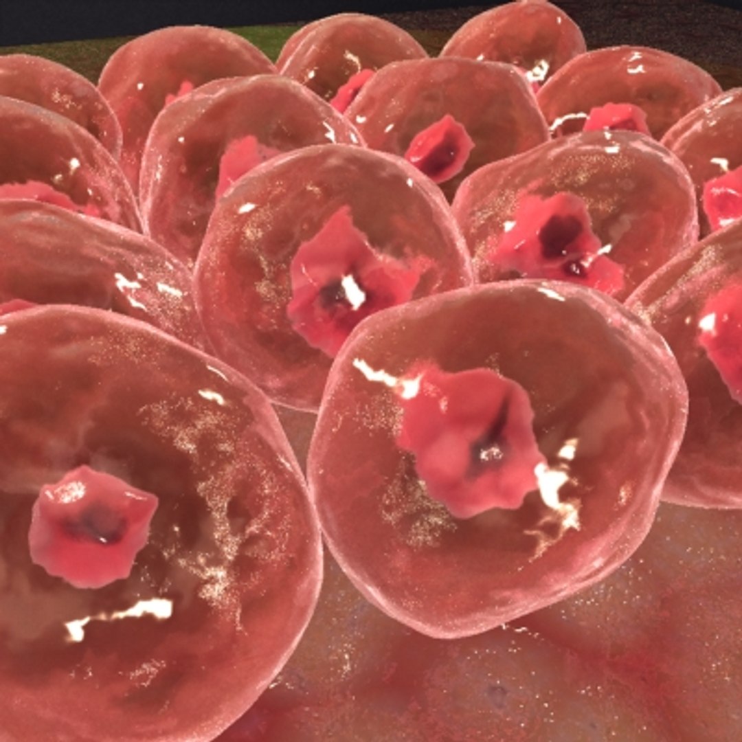3d Model Of Human Skin Cell