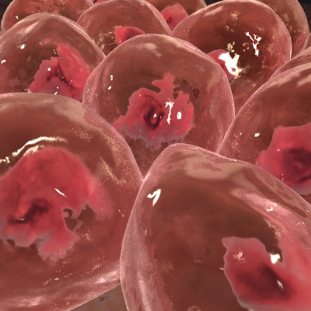 3d Model Of Human Skin Cell