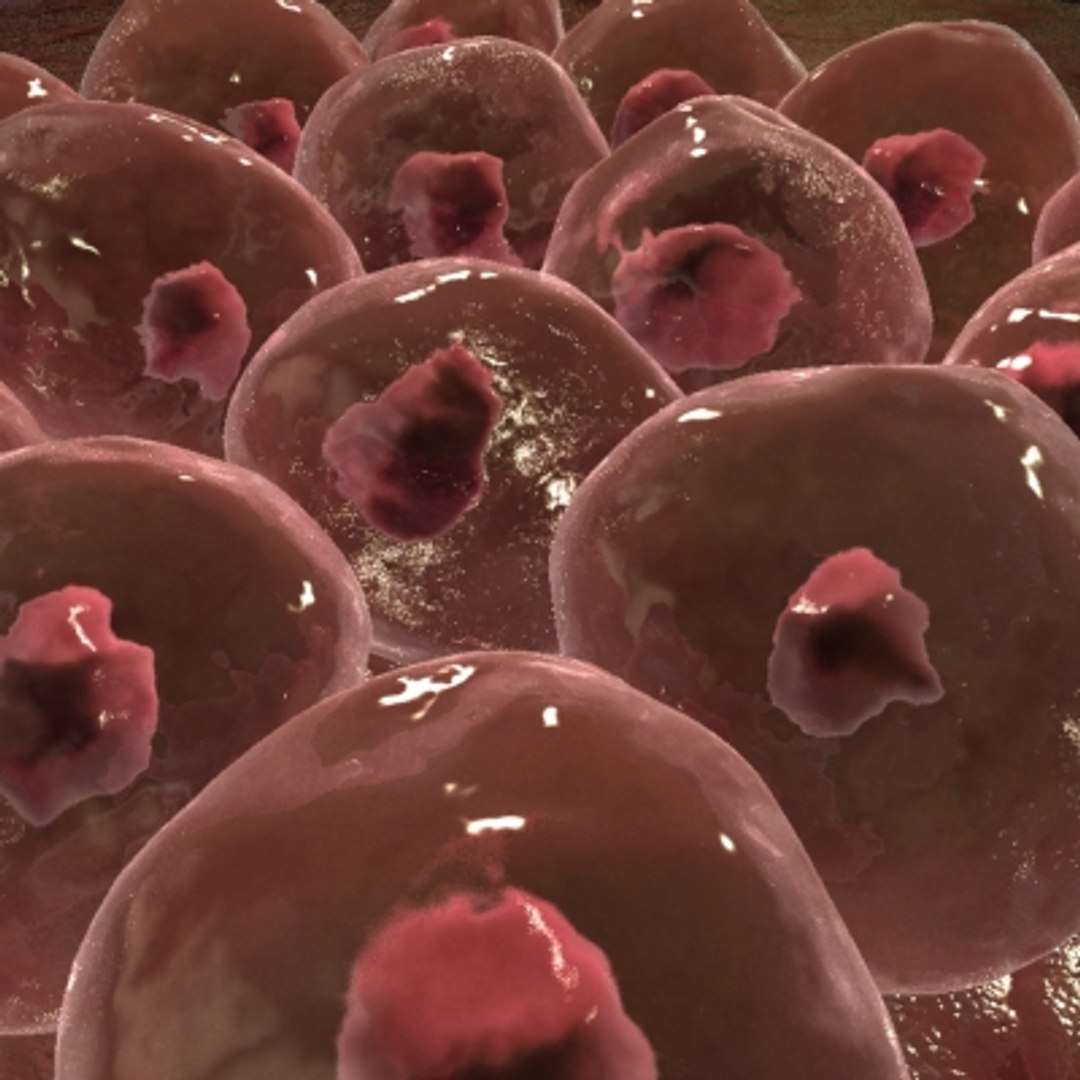 3d Model Of Human Skin Cell