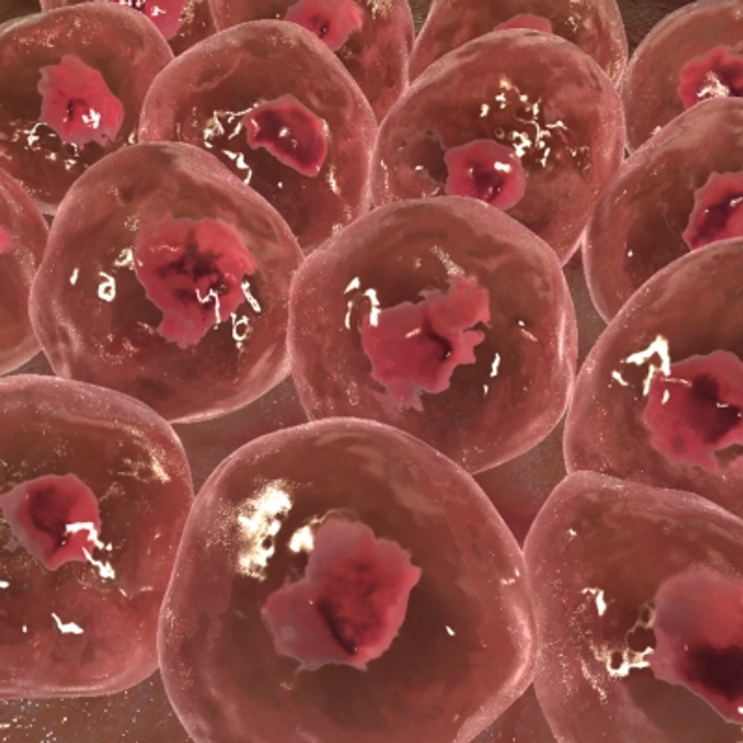 3d Model Of Human Skin Cell