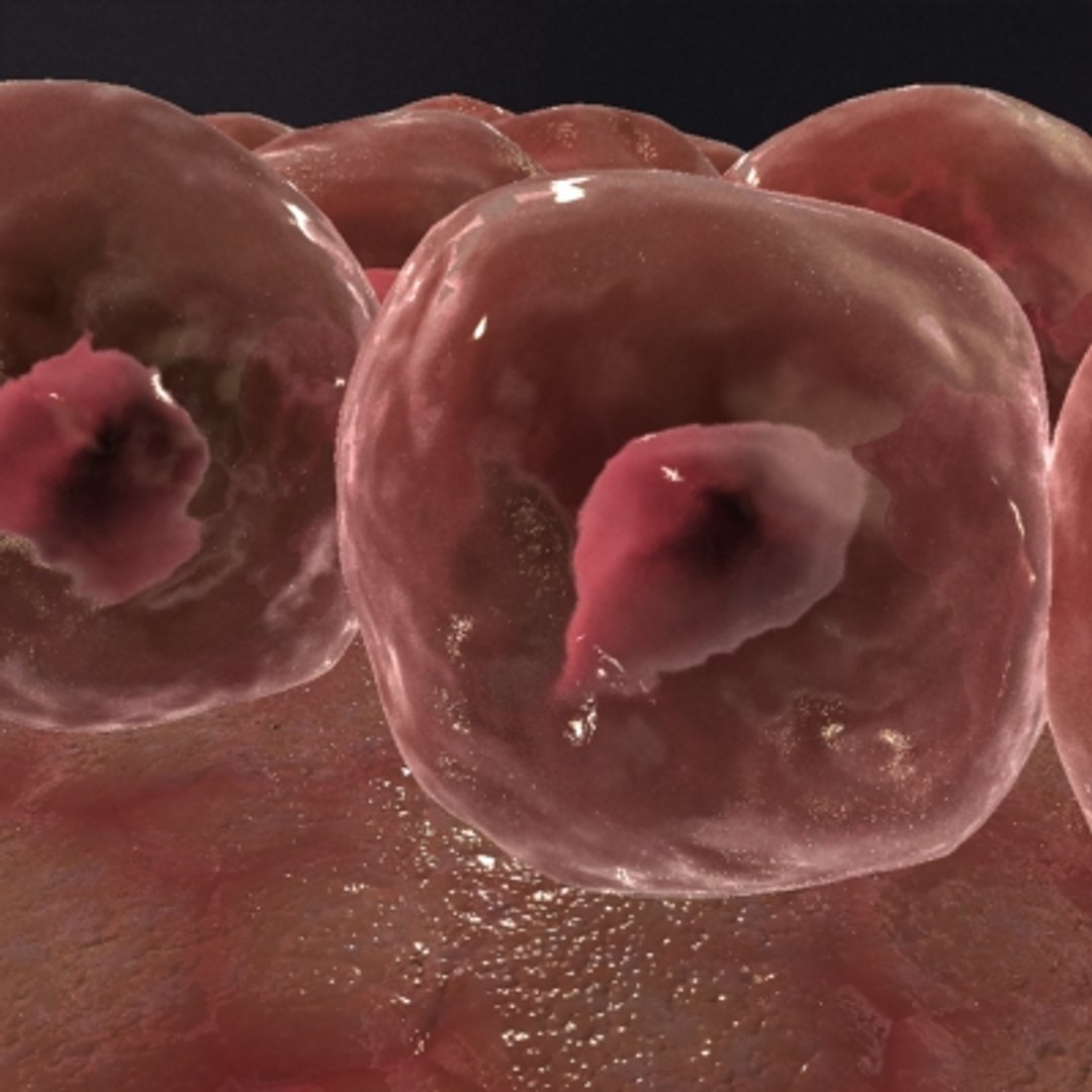 3d Model Of Human Skin Cell