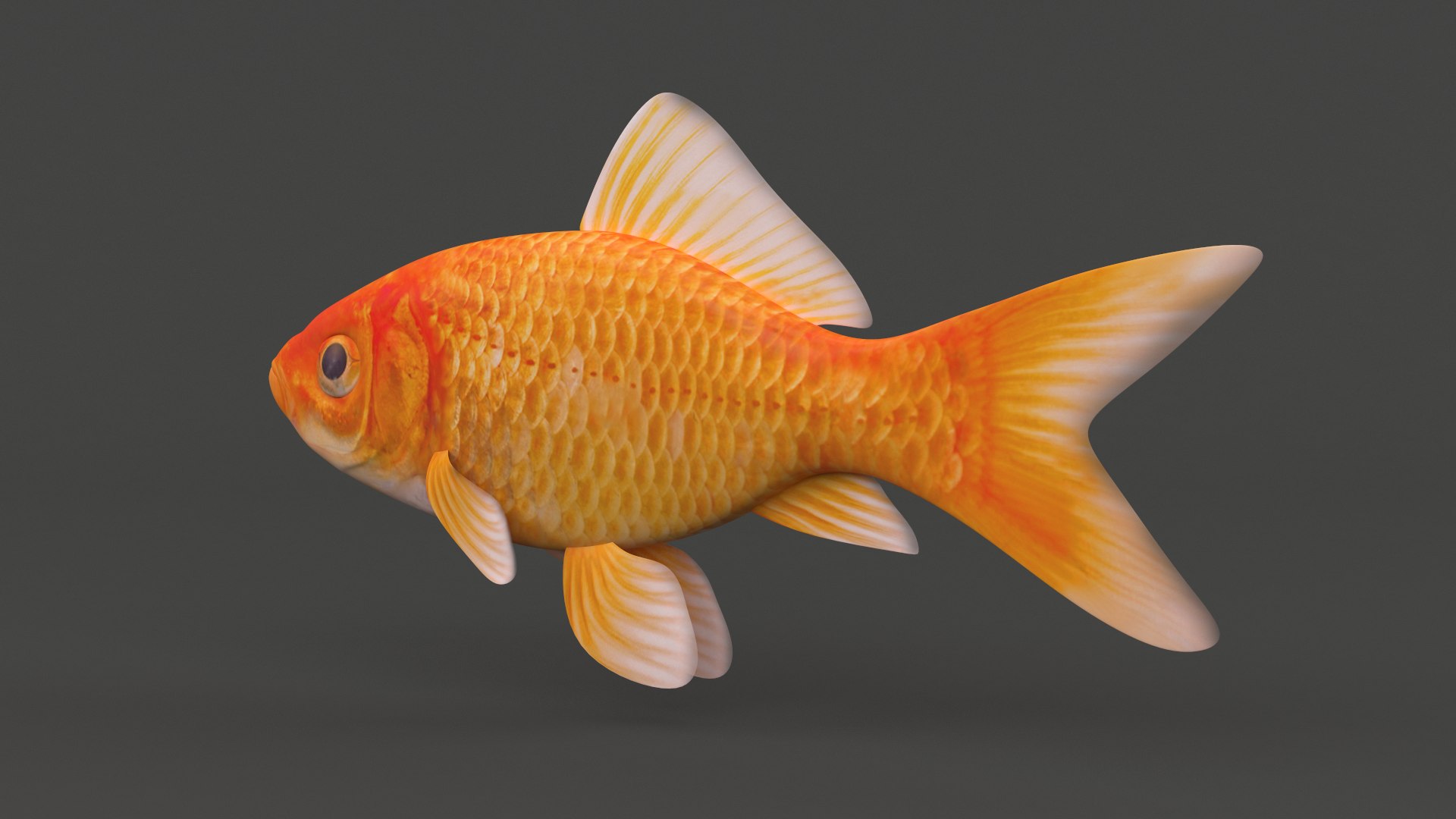 Gold Fish 3D Model - TurboSquid 2189037