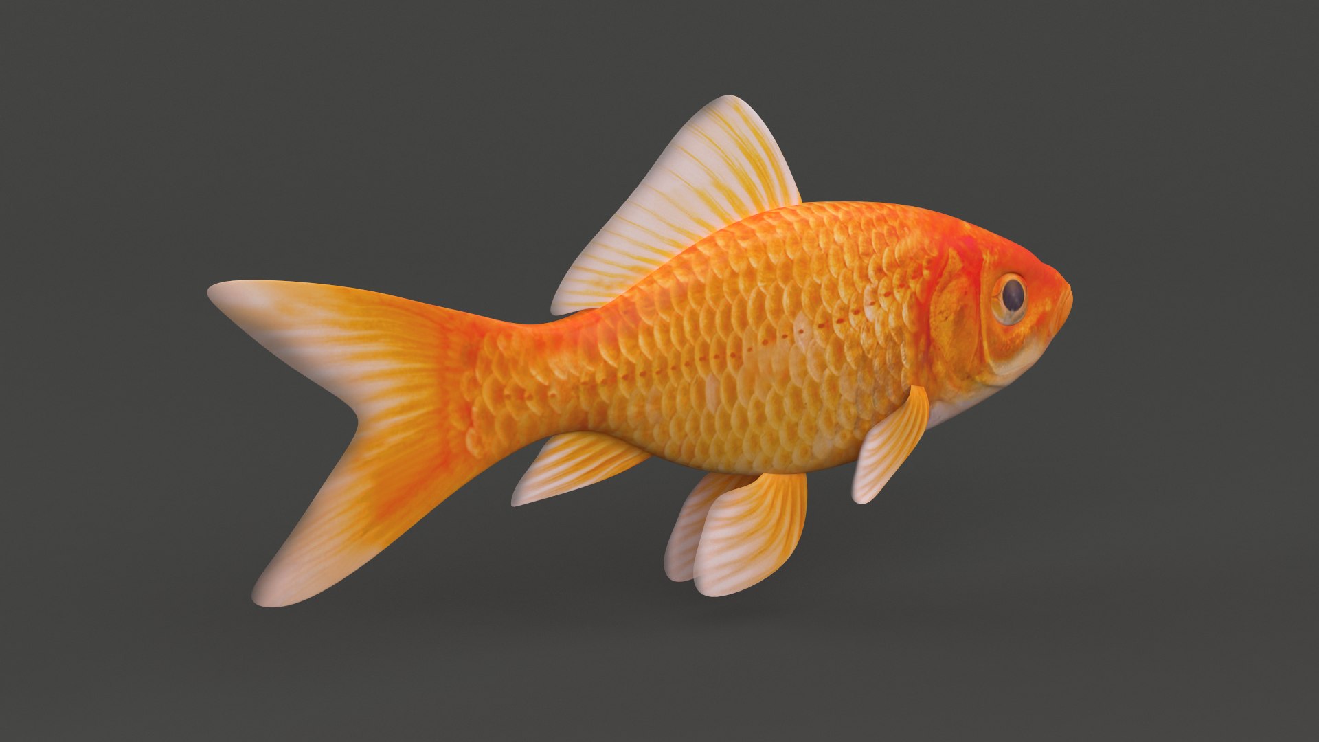 Gold Fish 3D Model - TurboSquid 2189037