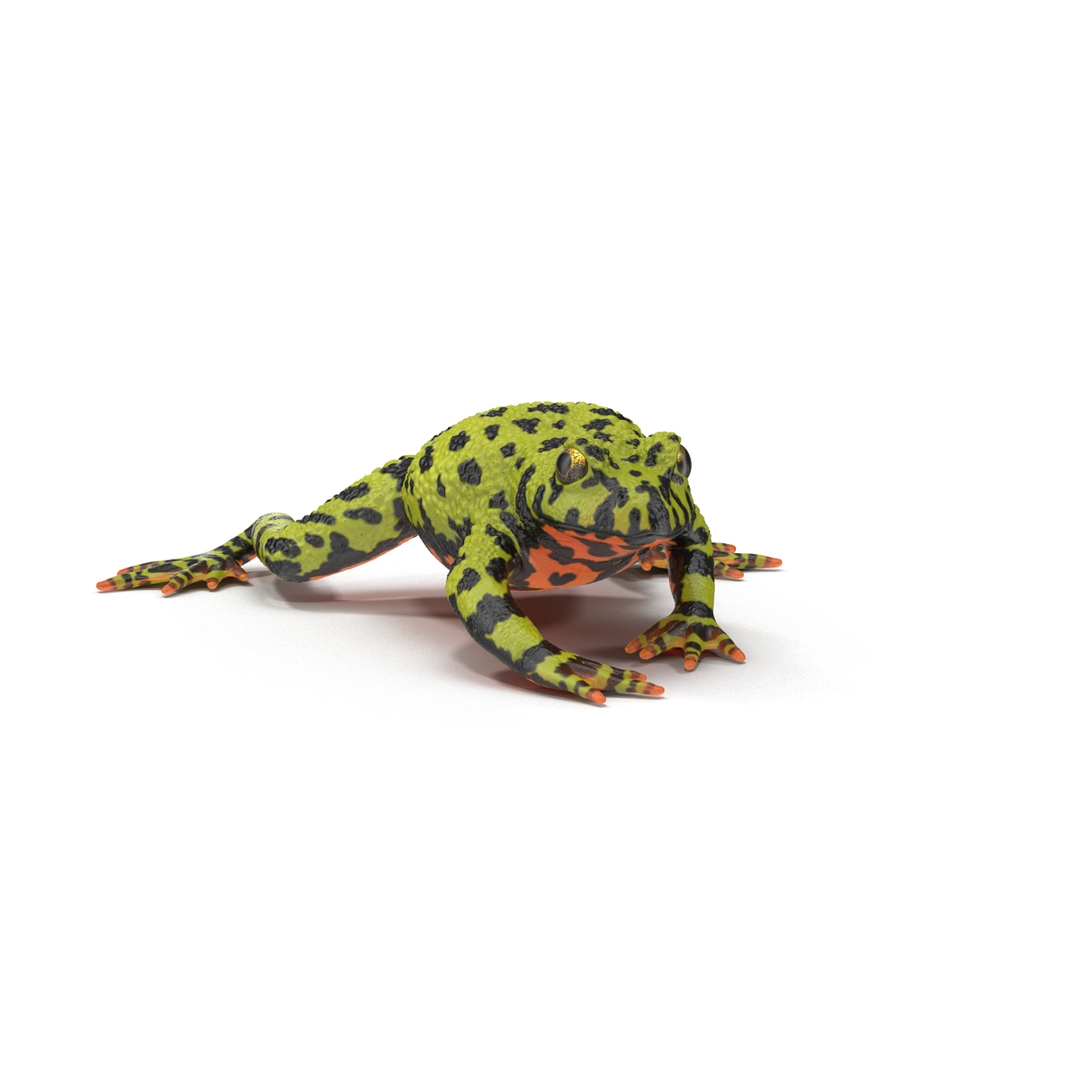 3ds Bellied Toad Frog Pose