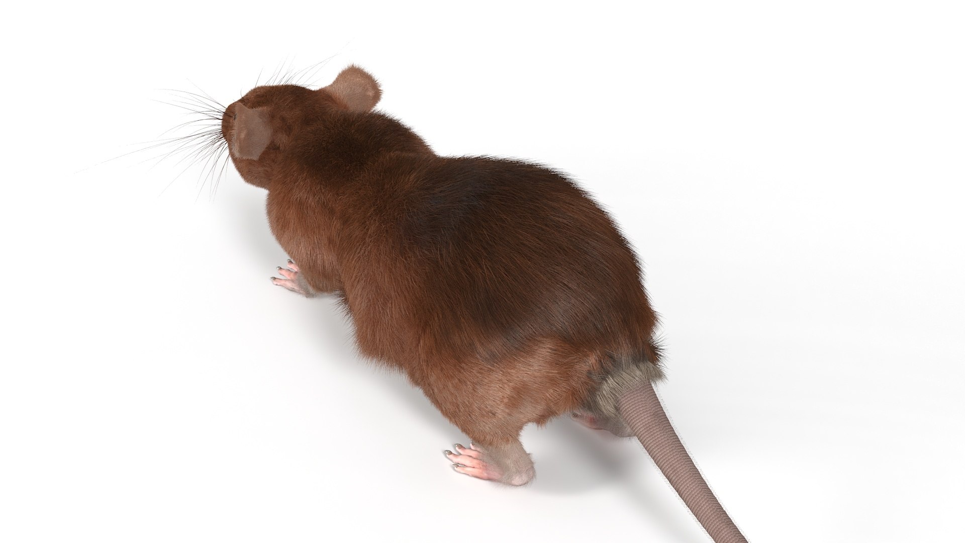 Common Rat With Fur Model - TurboSquid 2273630
