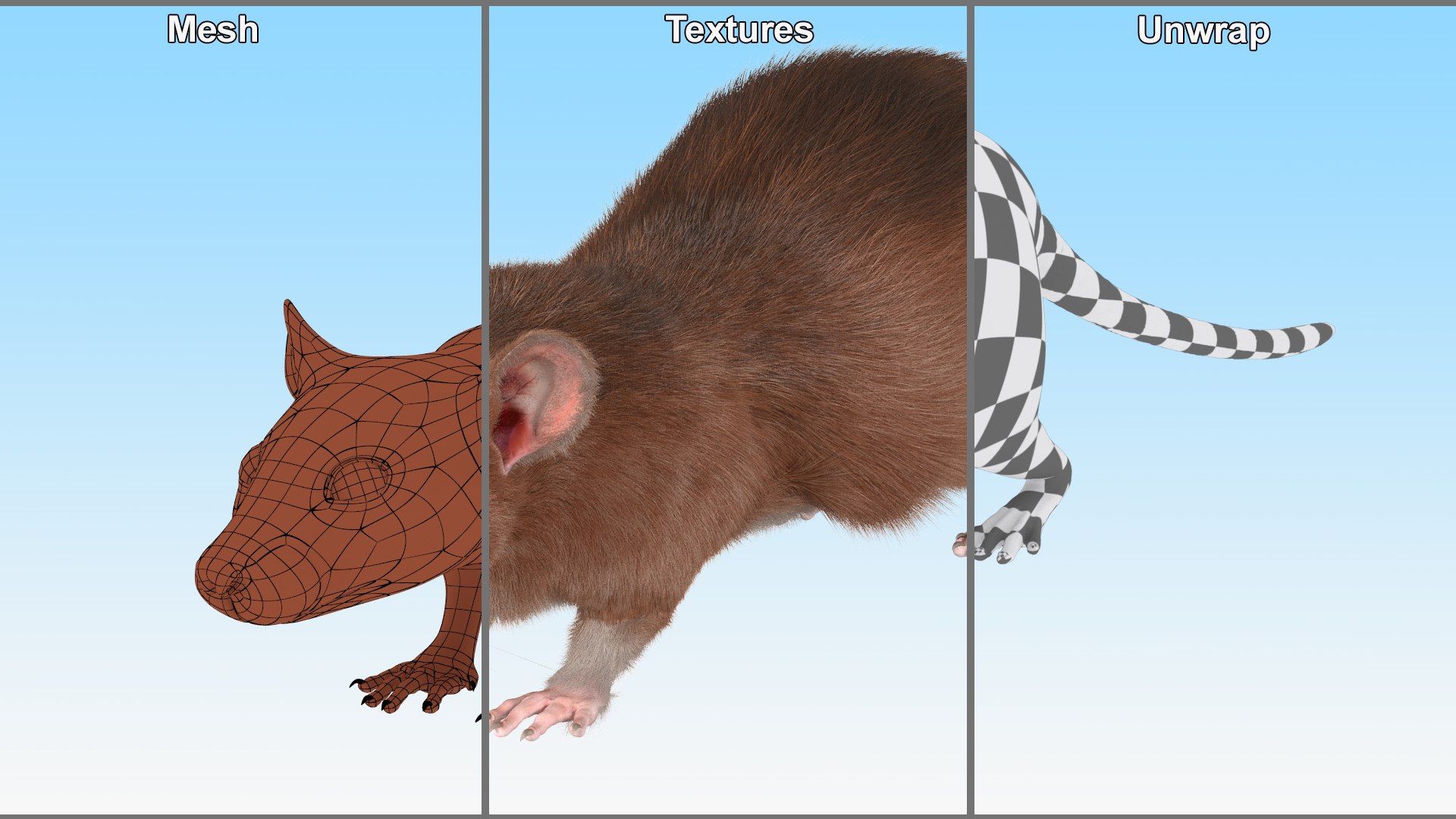 Common Rat With Fur Model - TurboSquid 2273630