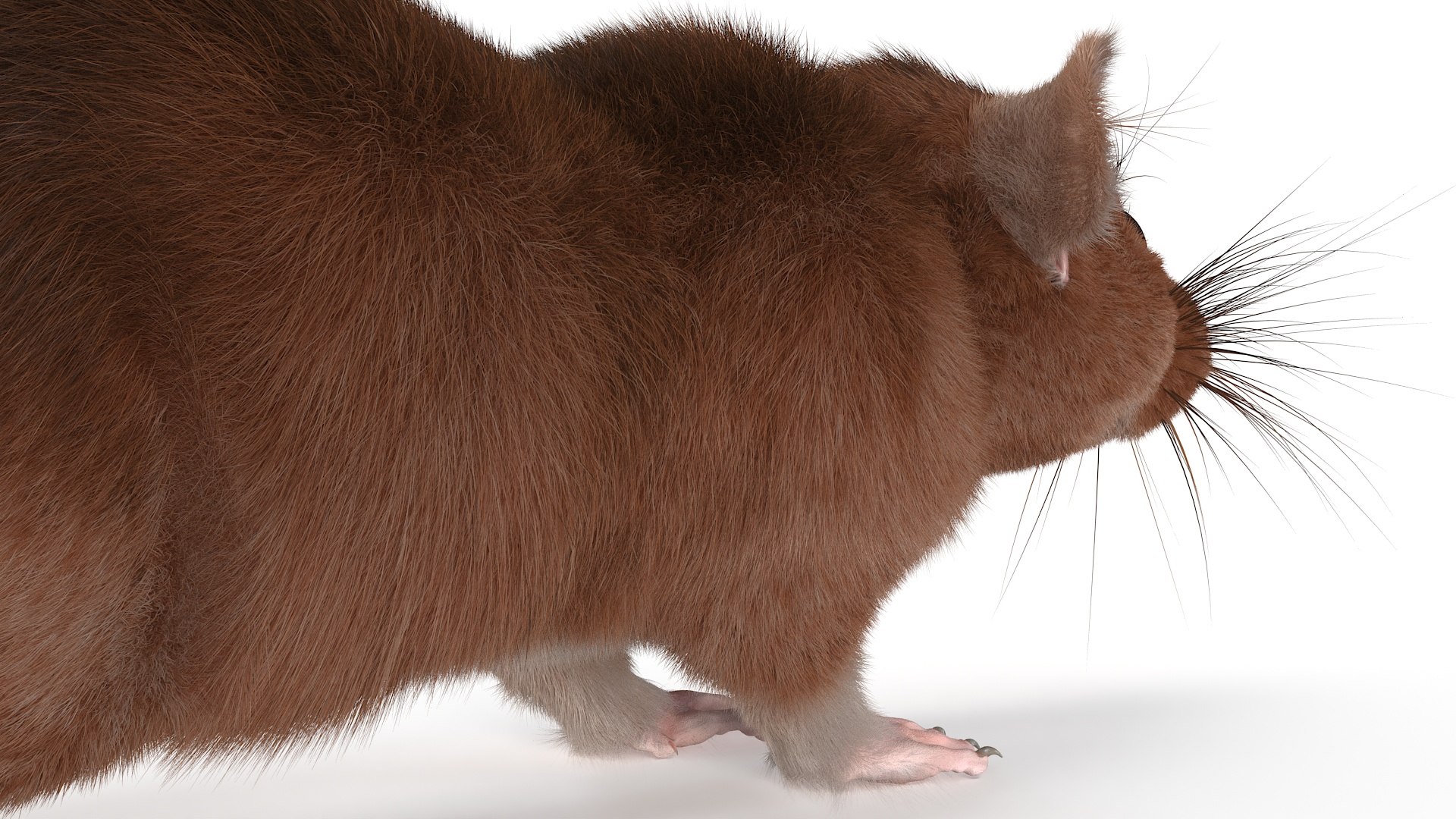 Common Rat With Fur Model - TurboSquid 2273630