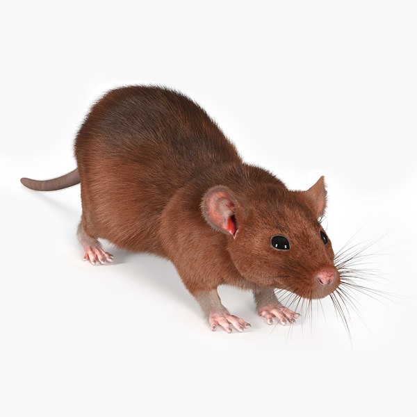 Free 3D Rat Models | TurboSquid