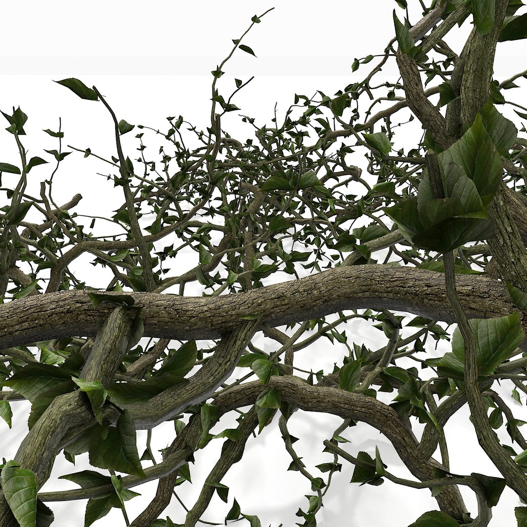 Branch Bush Block Max