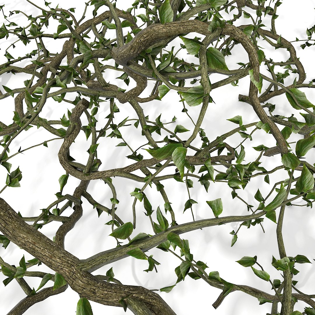 Branch Bush Block Max