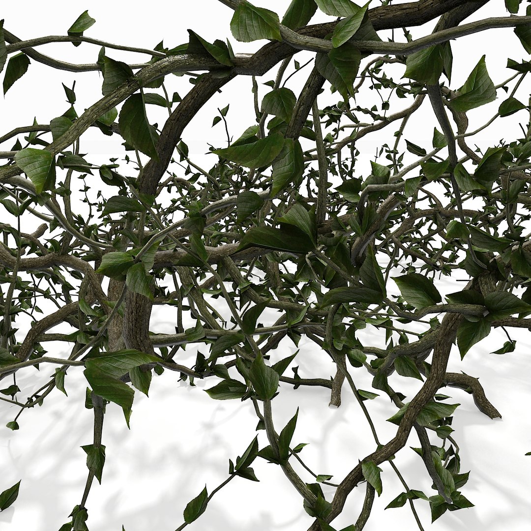 Branch Bush Block Max