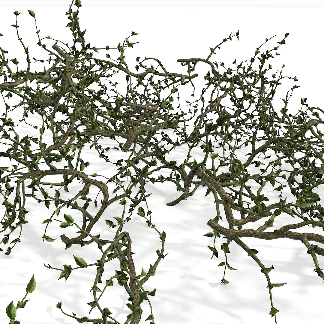 Branch Bush Block Max