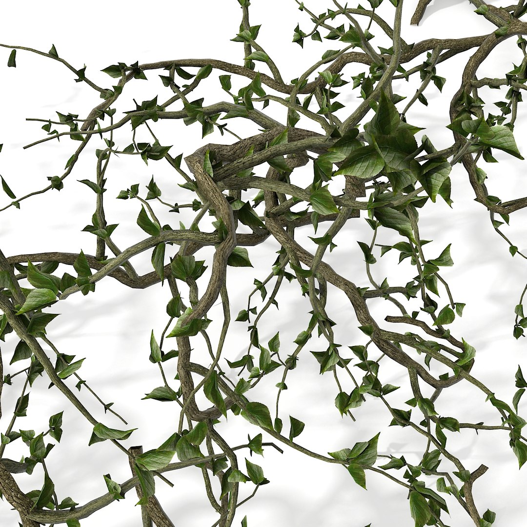 Branch Bush Block Max