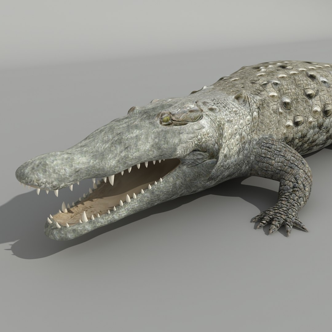 3d Crocodile Croc Model