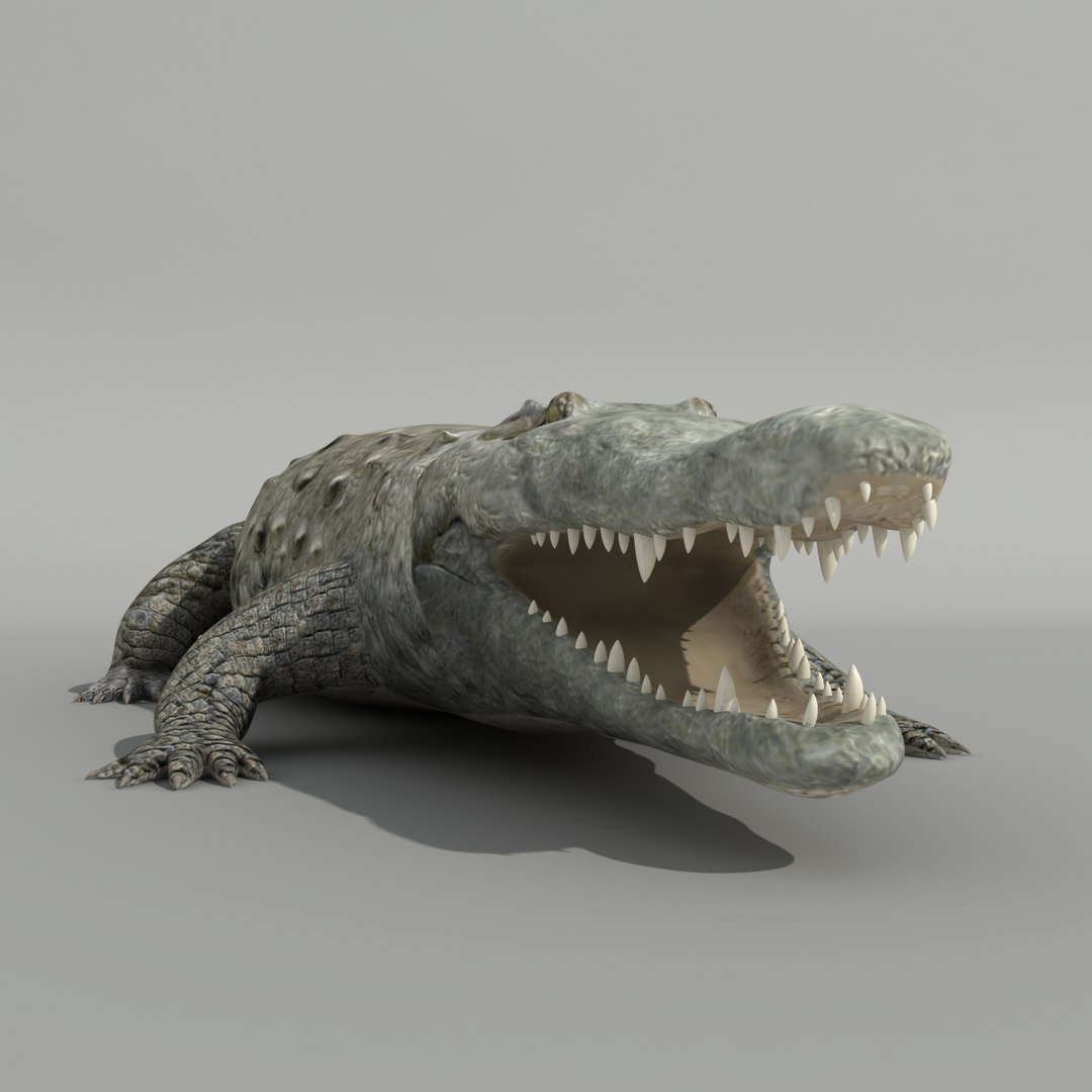 3d Crocodile Croc Model