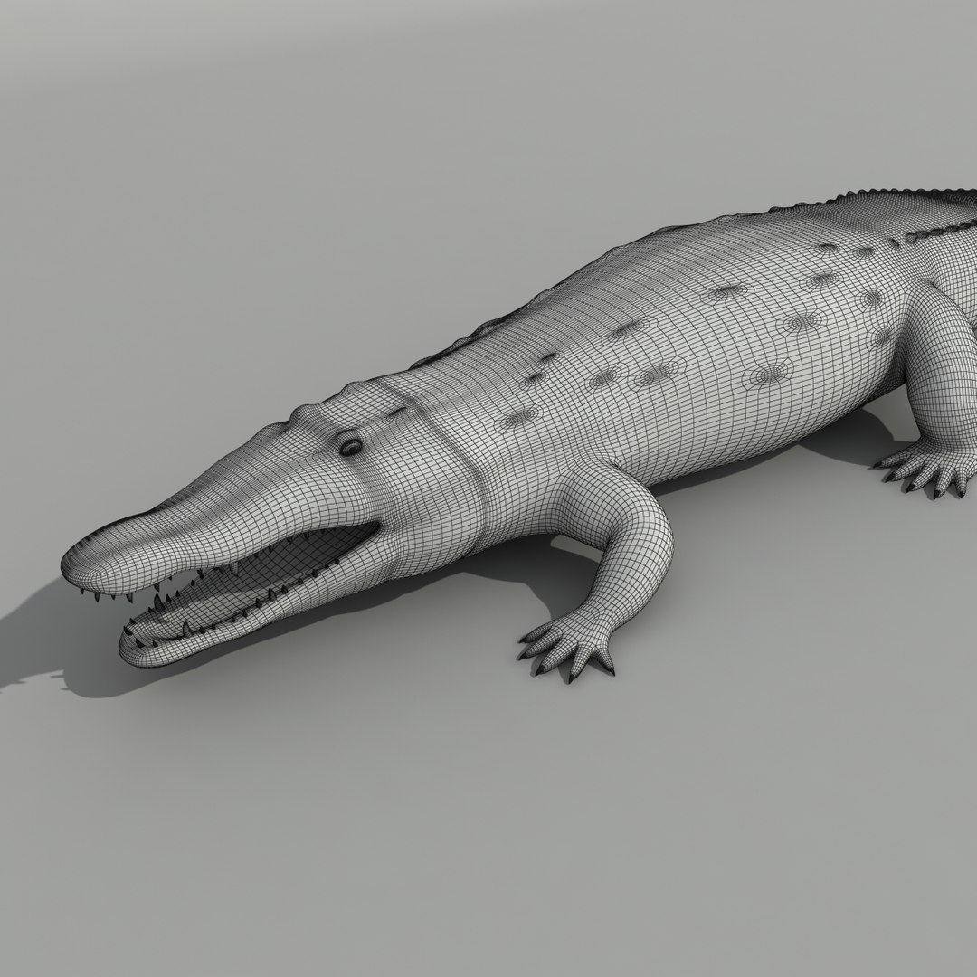 3d Crocodile Croc Model