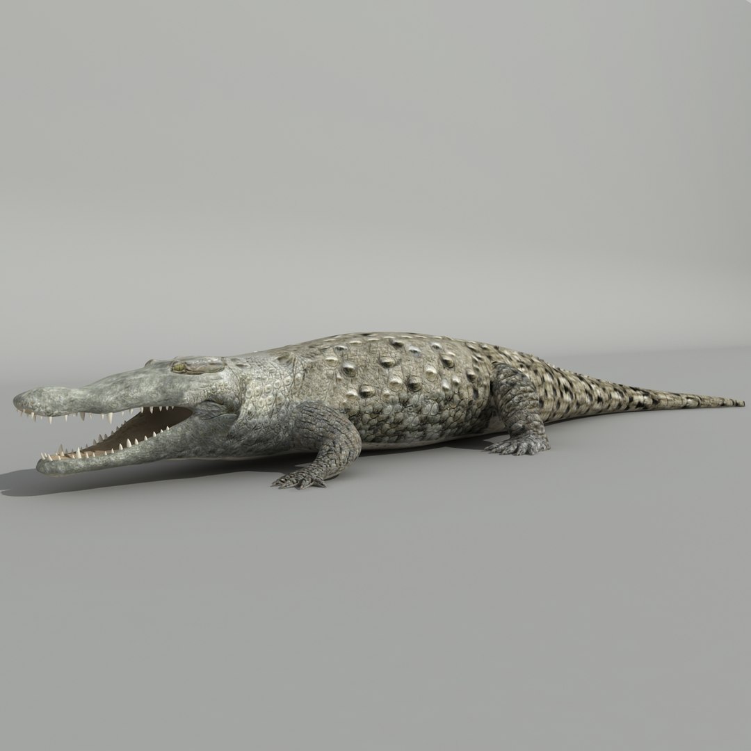 3d Crocodile Croc Model