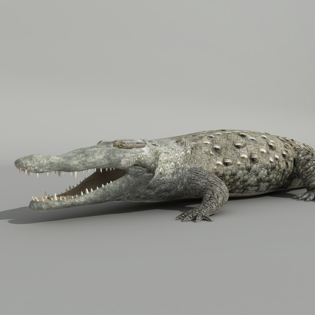3d Crocodile Croc Model