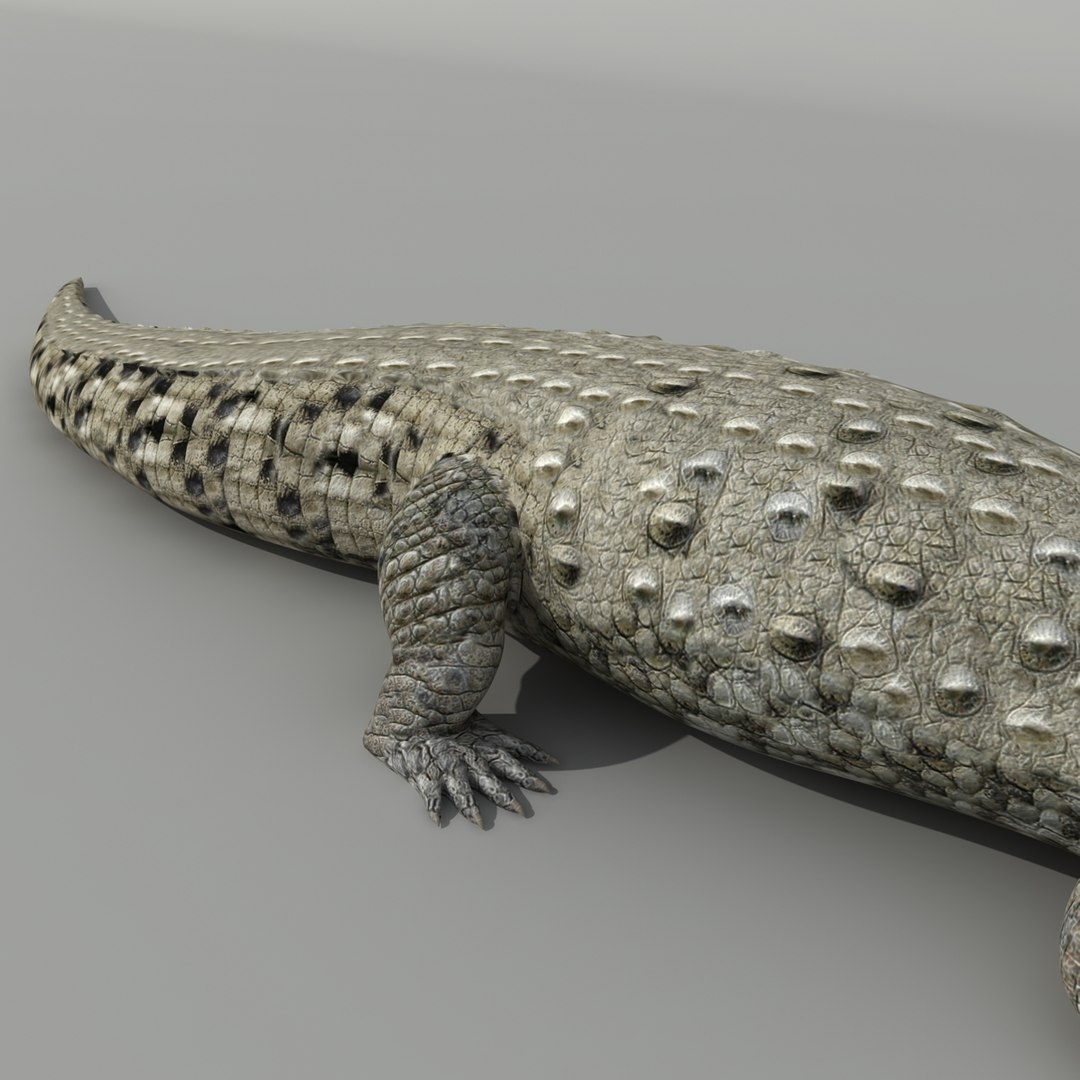 3d Crocodile Croc Model