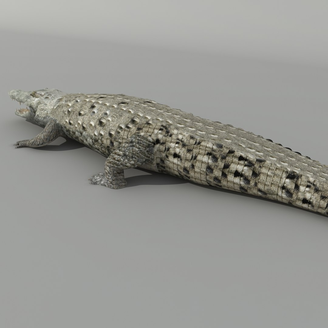 3d Crocodile Croc Model