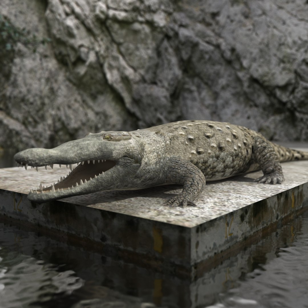 3d Crocodile Croc Model