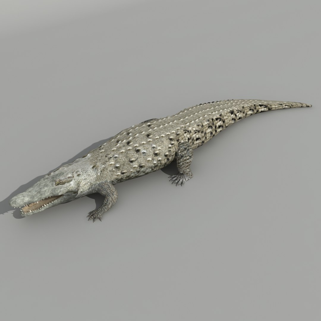 3d Crocodile Croc Model